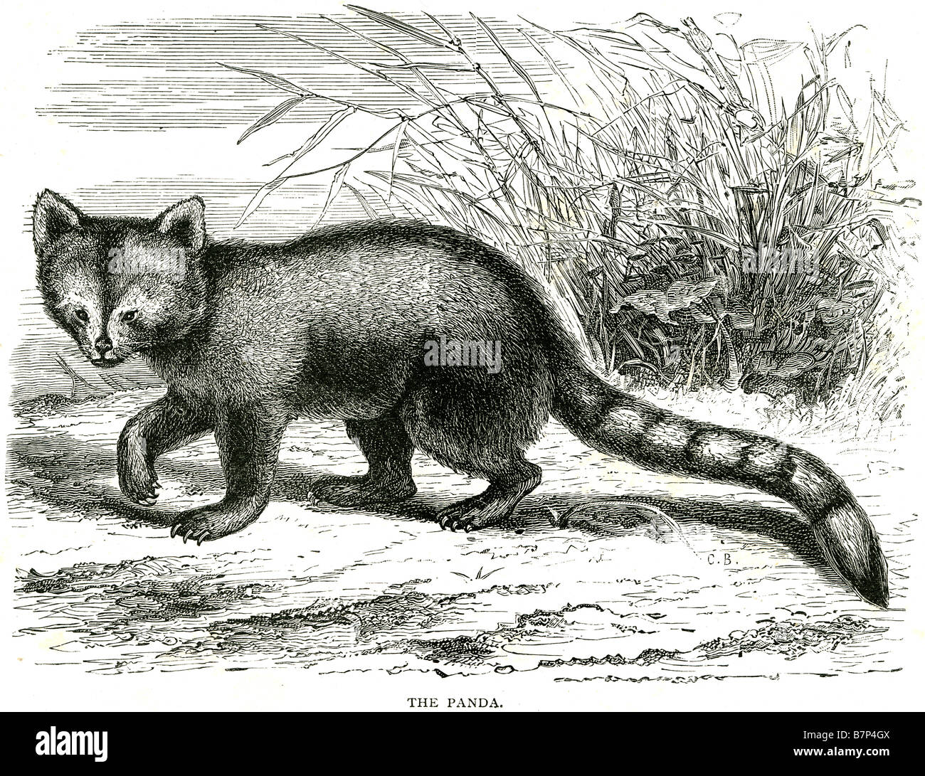 panda The Red Panda, also called the Firefox or Lesser Panda (Latin ...