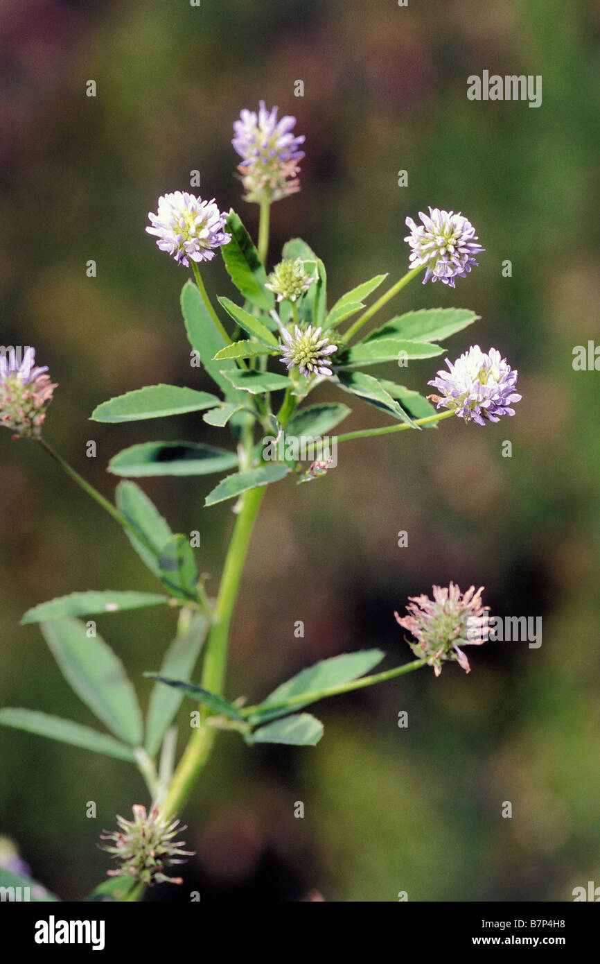 Blue Fenugreek, Sweet Trefoil (Trigonella melilotus coerulea ...
