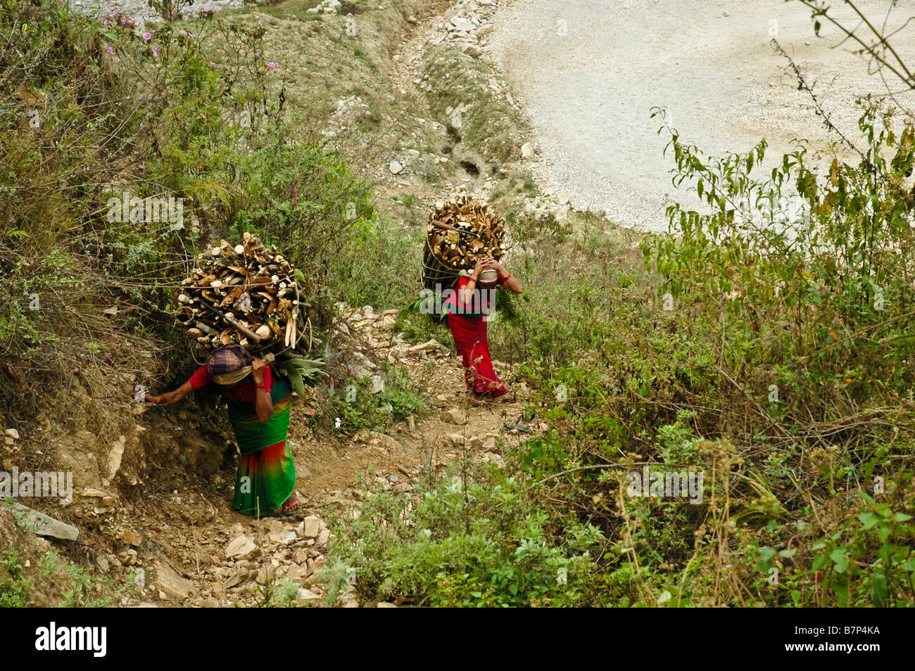 women collecting firewood Stock Photo - Alamy