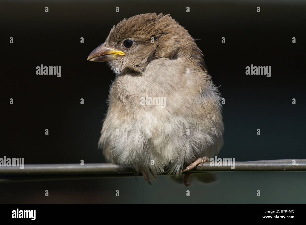 Yellow sparrow bird hi-res stock photography and images - Alamy