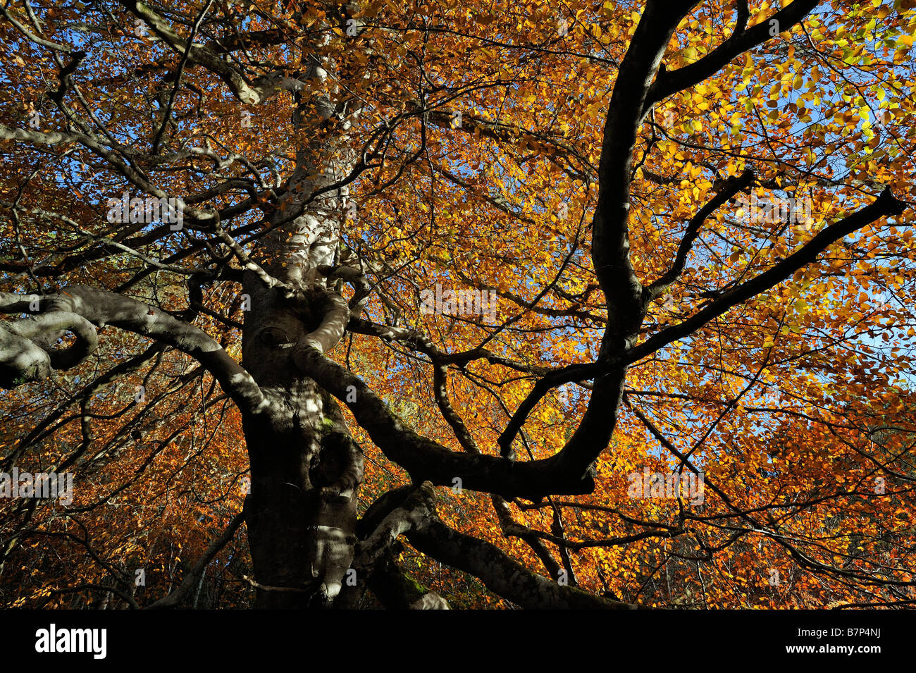 Beech tree fall colors hi-res stock photography and images - Alamy