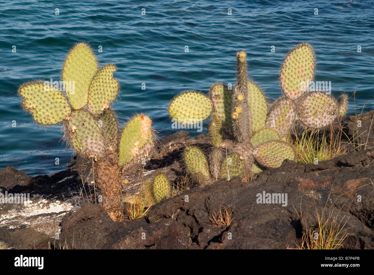 Ecuador Galapagos Isabela island Cactus at Punta Moreno Lava field ...