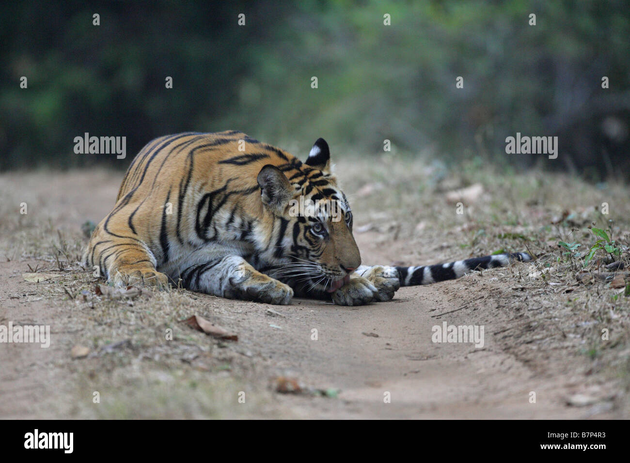 Tiger washing hi-res stock photography and images - Alamy