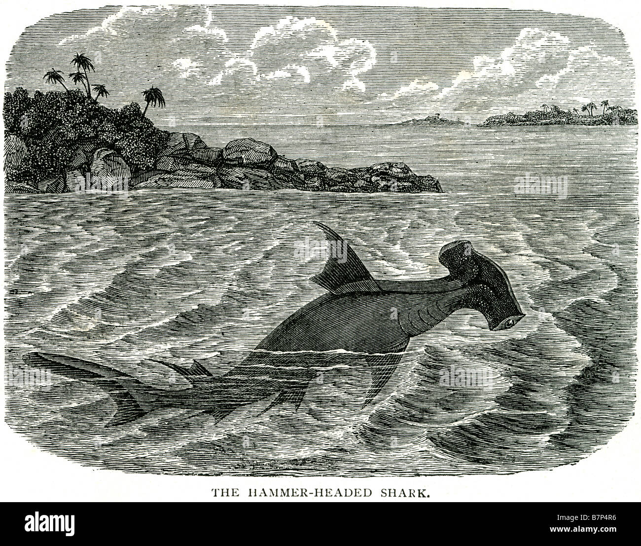 hammer headed shark hammerhead Sphyrnidae Stock Photo - Alamy