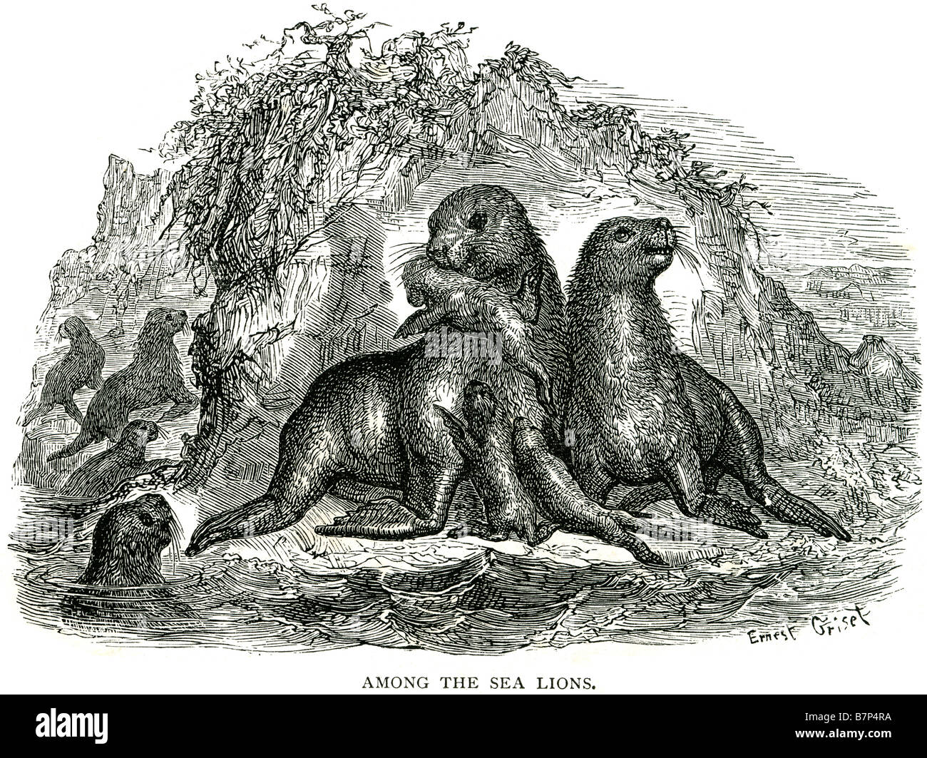 among sea lions pinnipeds Otariidae long front flippers Stock Photo - Alamy