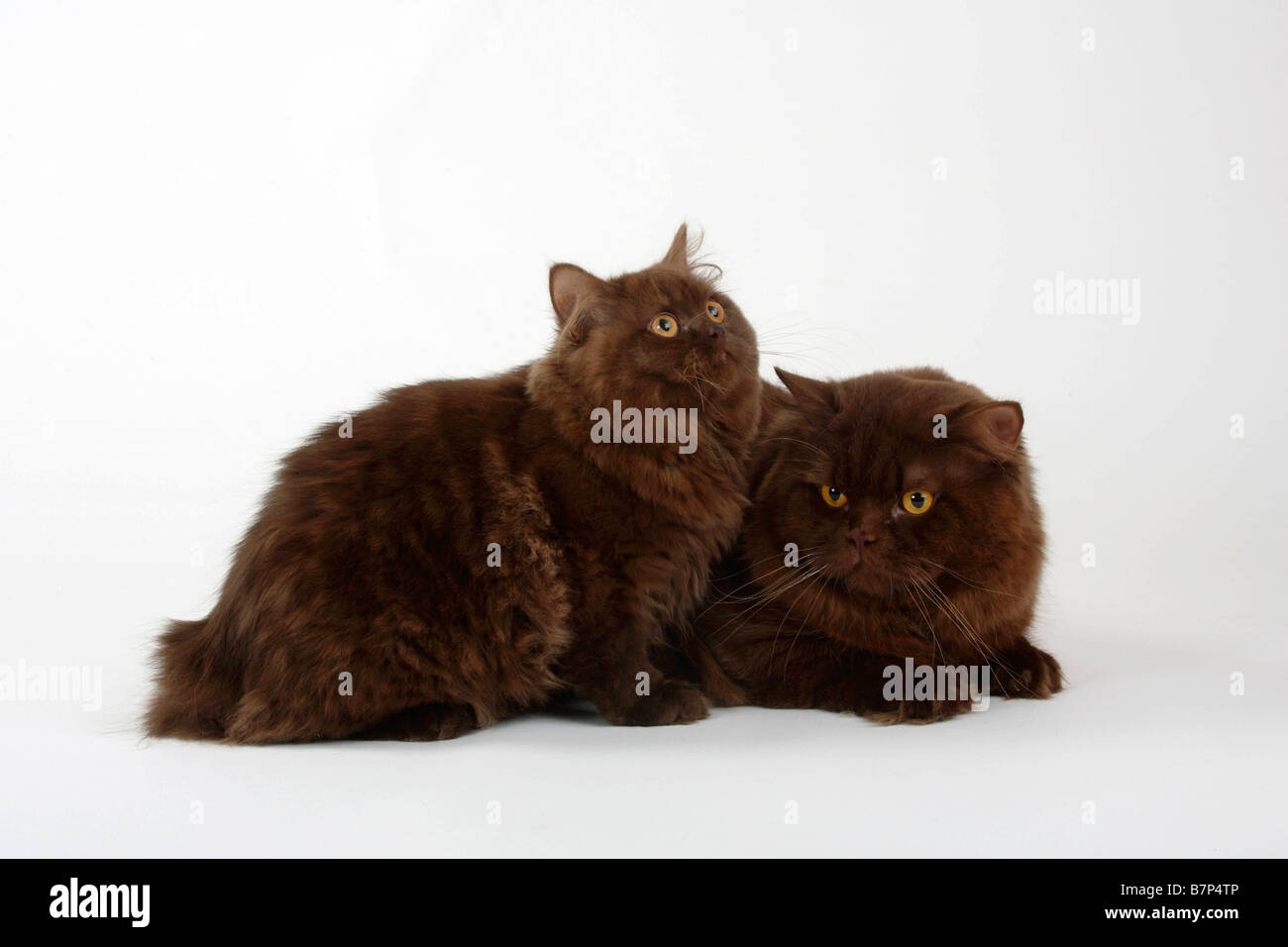 British Longhair Cats pair chocolate Highlander Lowlander Britanica ...
