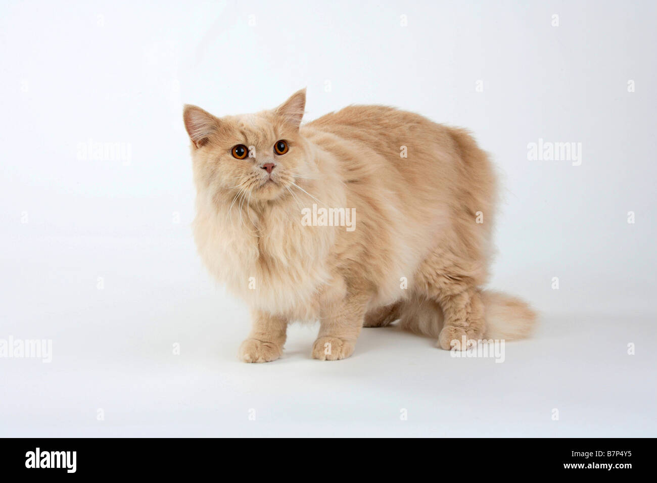 British Longhair Cat tomcat cream Highlander Lowlander Britanica Stock ...