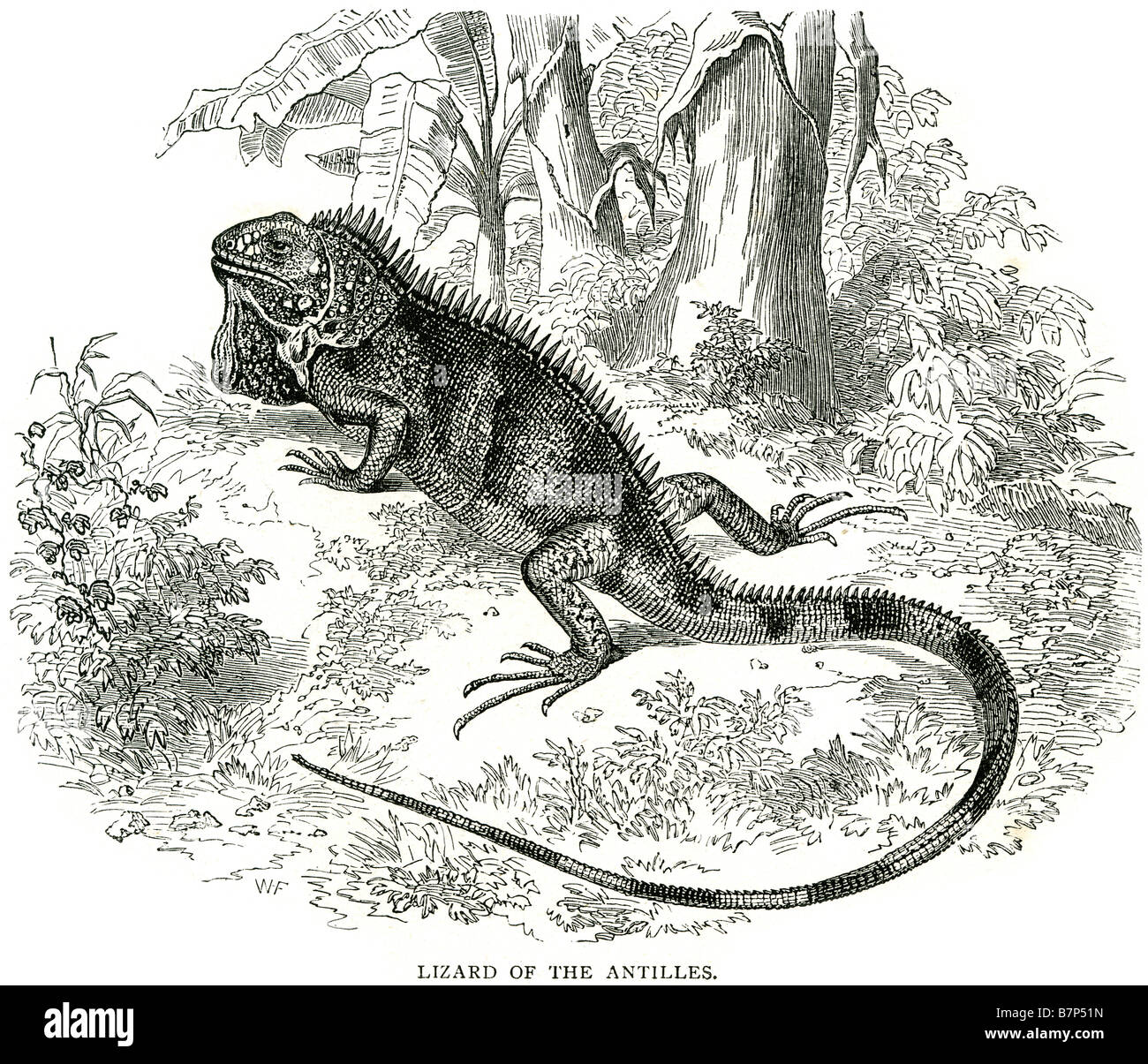 lizard antilles squamate reptile Lacertilia Lepidosauria Stock Photo ...