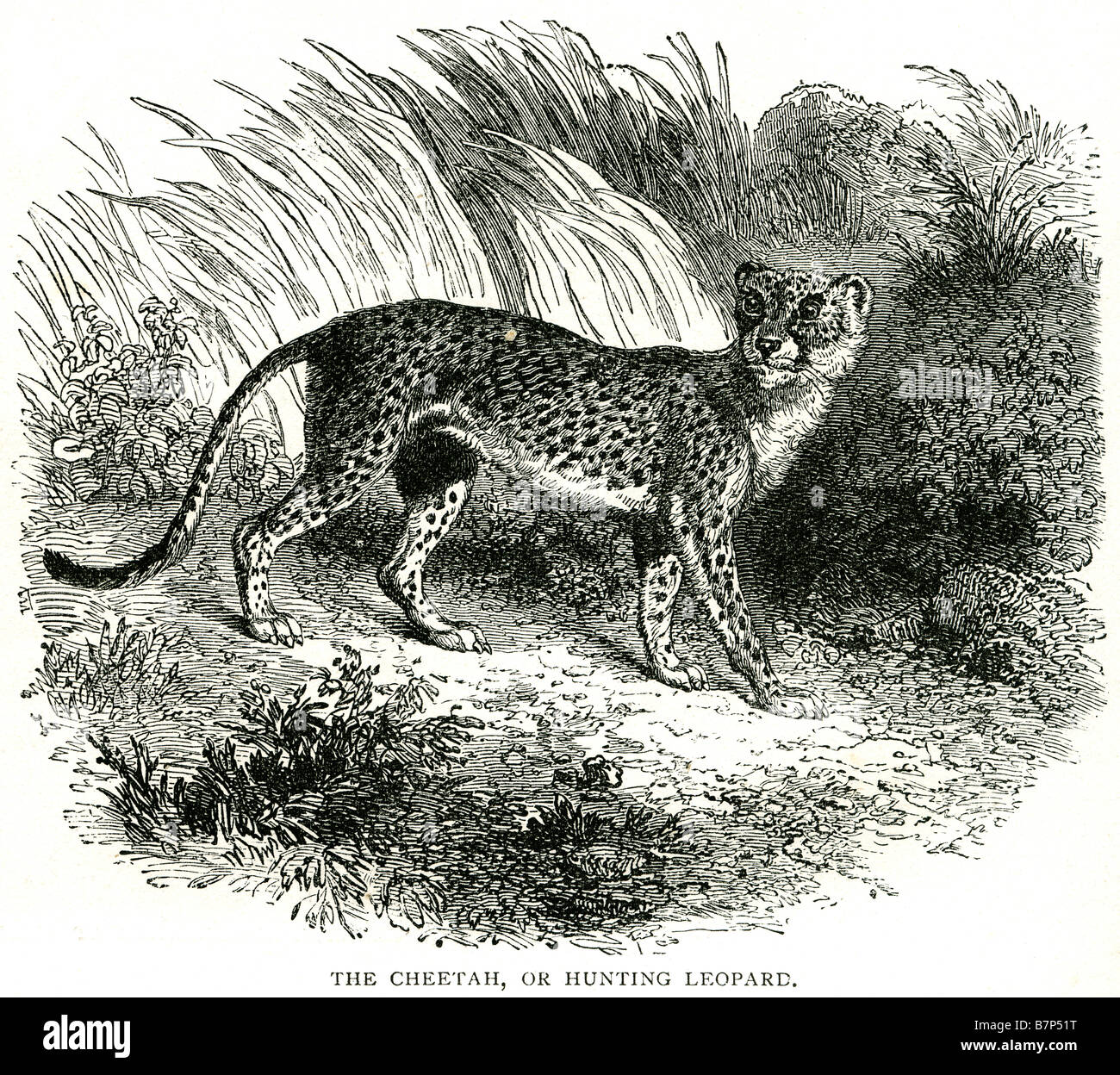 cheetah Acinonyx jubatus Felidae hunting leopard print spots fur prowl ...