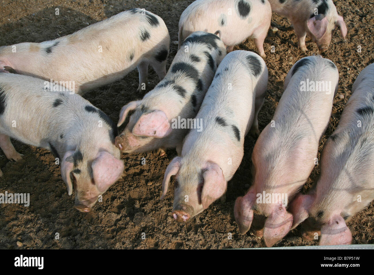 Pig Pork Freerange High Resolution Stock Photography and Images - Alamy