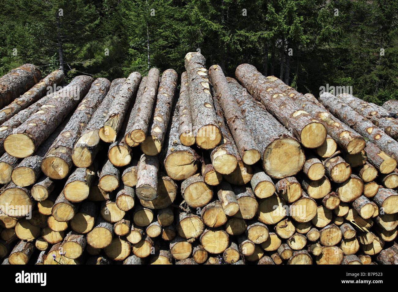 heap of cut trunk Stock Photo - Alamy