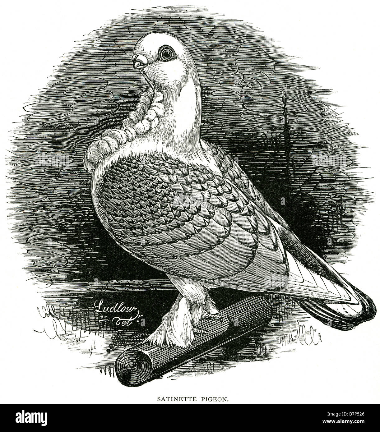 satintte pigeon Columbidae Columbiformes passerine bird wing perch ...