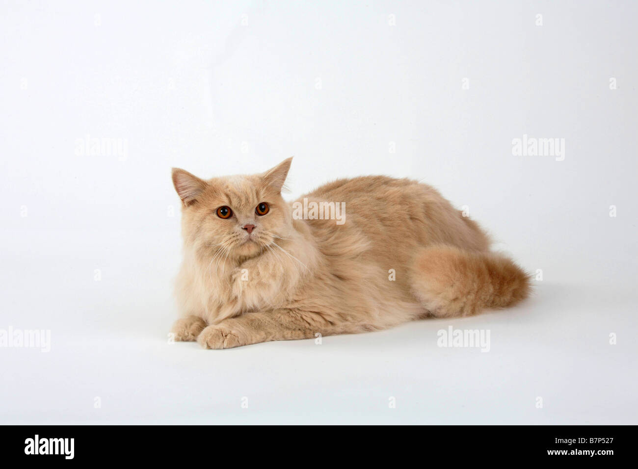 British Longhair Cat tomcat cream Highlander Lowlander Britanica Stock ...