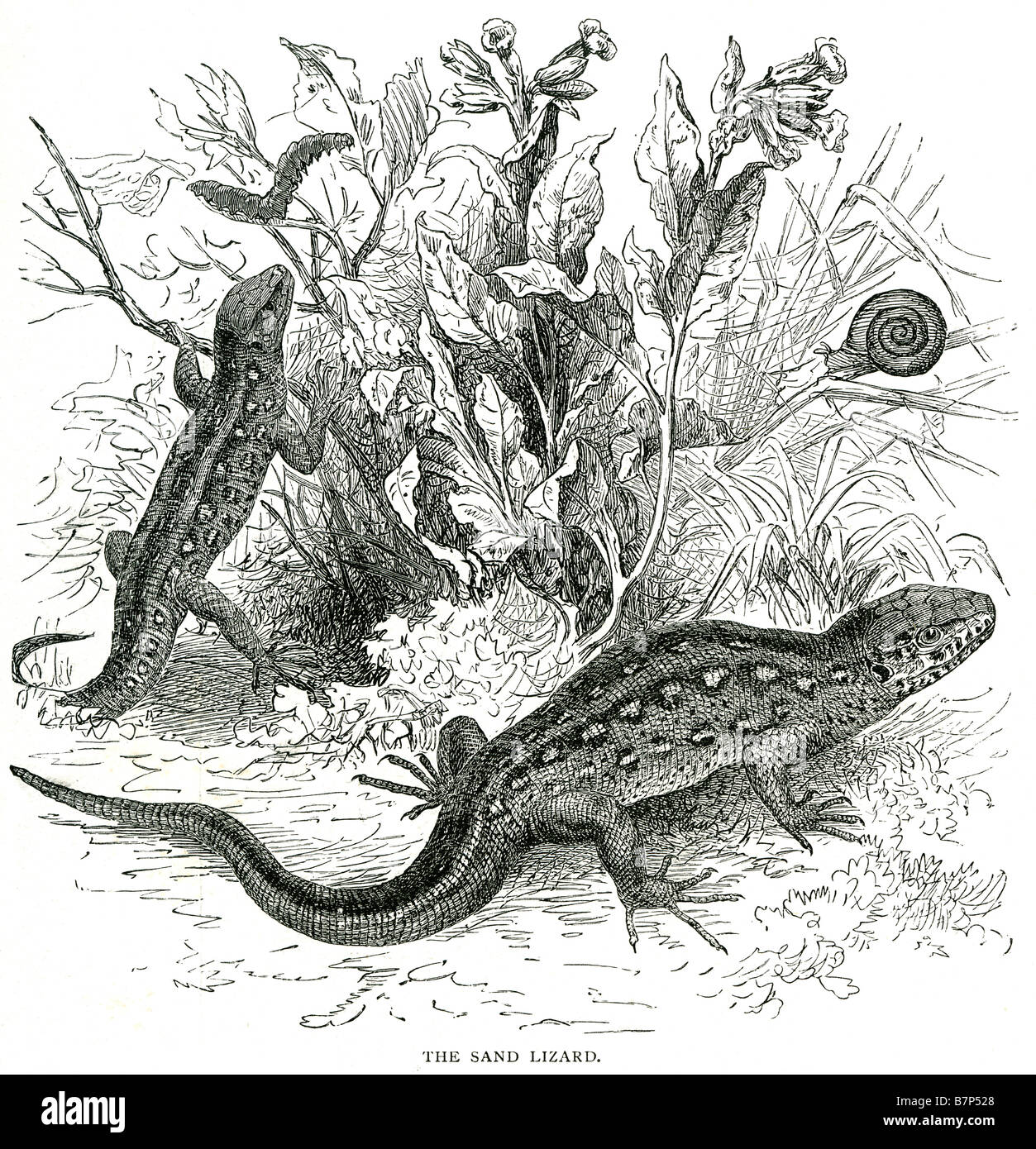 sand lizard Lacerta agilis reptile Mongolia snail caterpillar Iberian ...