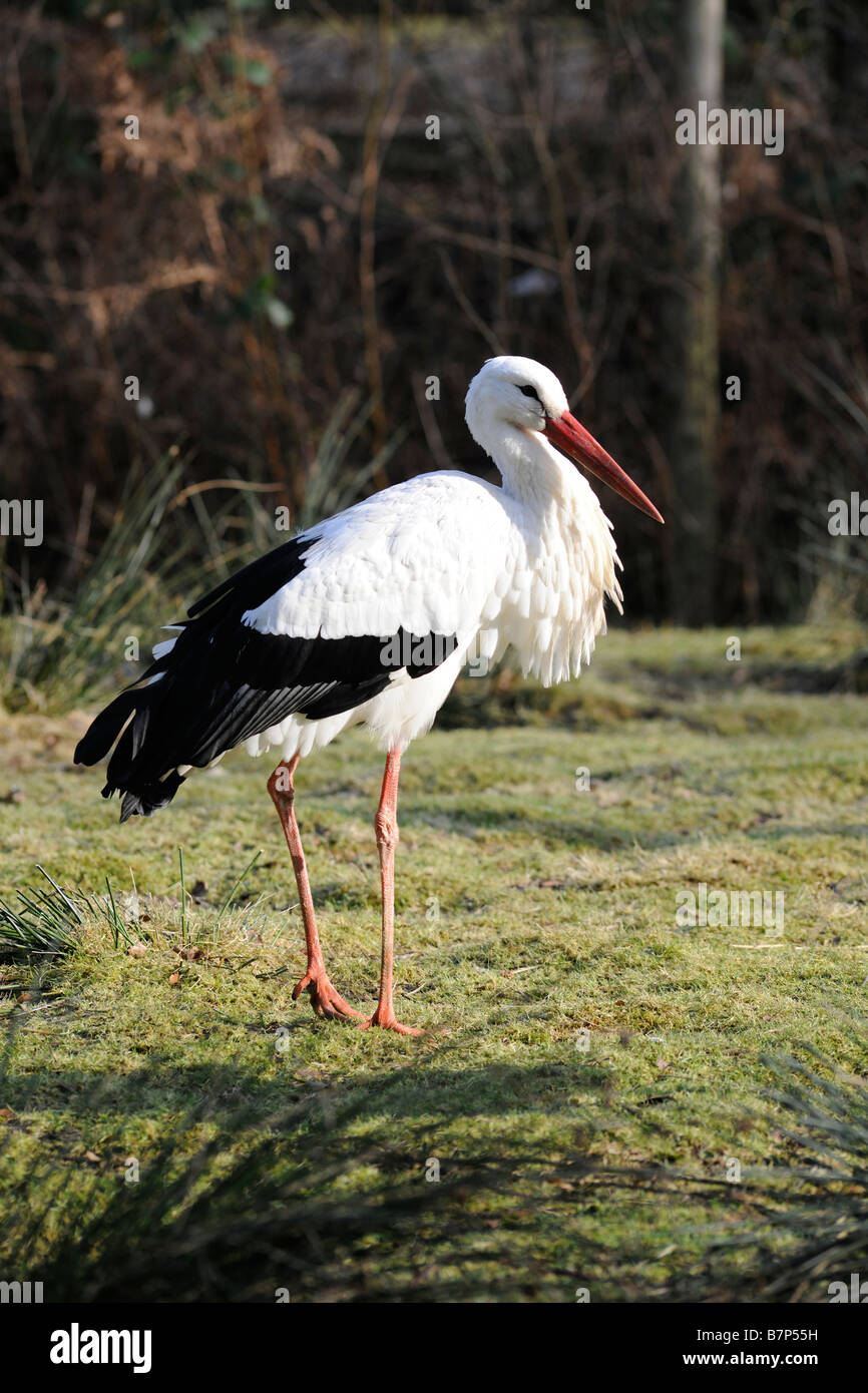 One large stork hi-res stock photography and images - Alamy