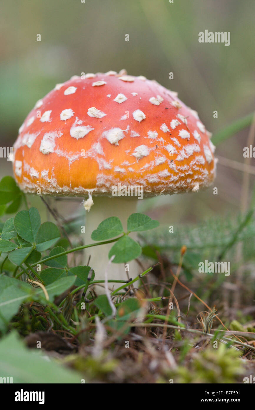 Amanita verna hi-res stock photography and images - Alamy