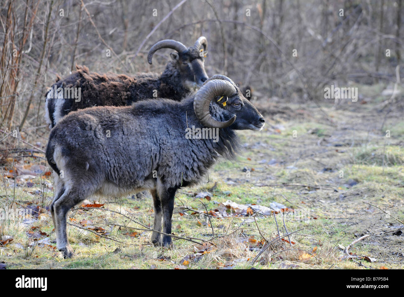 Soay sheep hi-res stock photography and images - Alamy