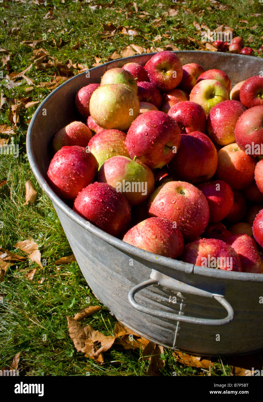 A barrel of apples in the sun Stock Photo - Alamy