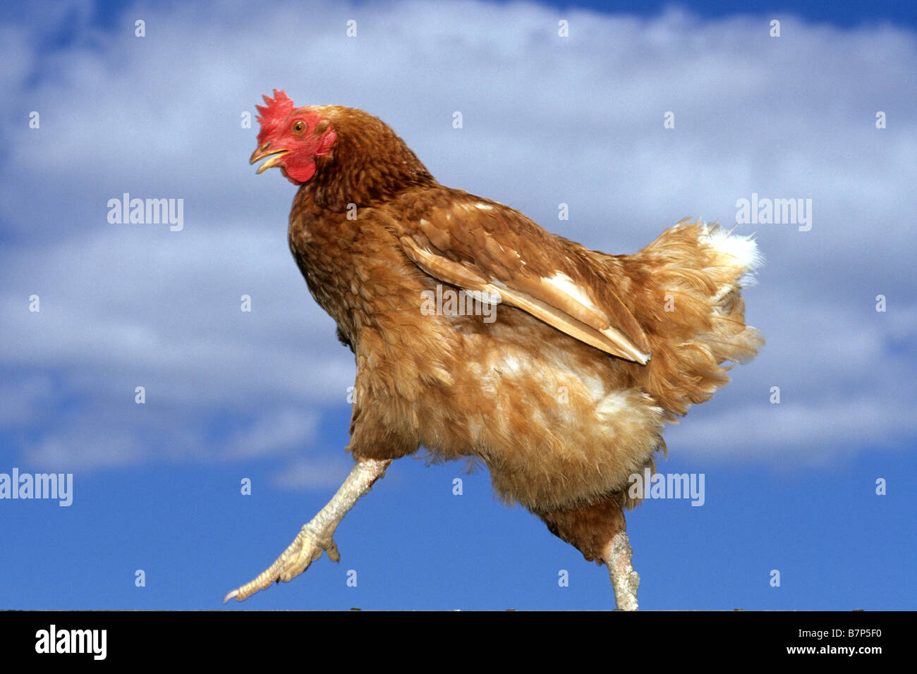 Domestic Chicken (Gallus gallus domesticus), hen walking on the top of ...