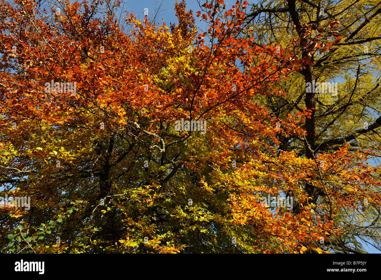 Beech and other deciduous trees in vivid autumn colours near Golspie ...