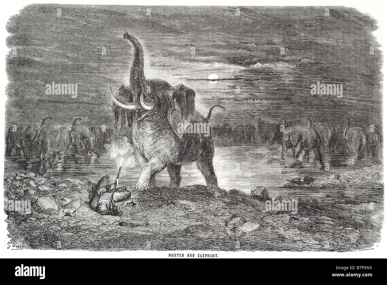 hunter elephant Elephantidae Proboscidea shoot kill slay hunting ...