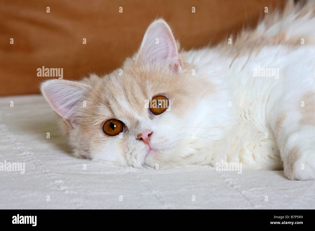 British Longhair Cat cream white Highlander Lowlander Britanica Stock ...