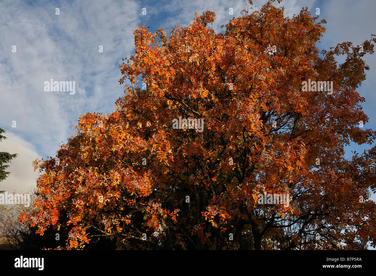 Chinese rowan in vivid autumn colours Killin Perthshire Scotland UK ...