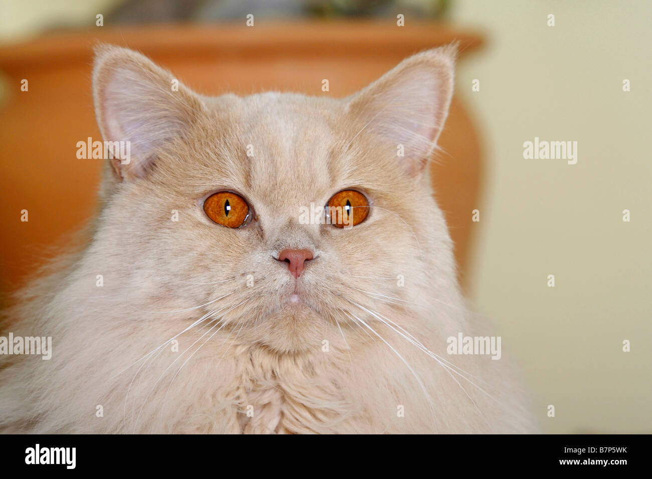 British Longhair Cat tomcat cream Highlander Lowlander Britanica Stock ...