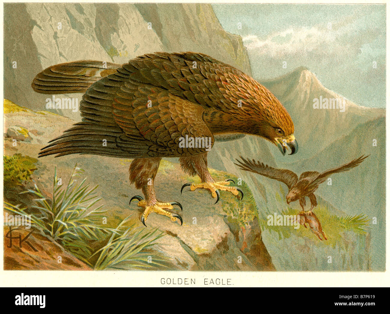 golden eagle Aquila chrysaetos Northern Hemisphere Accipitridae Stock ...