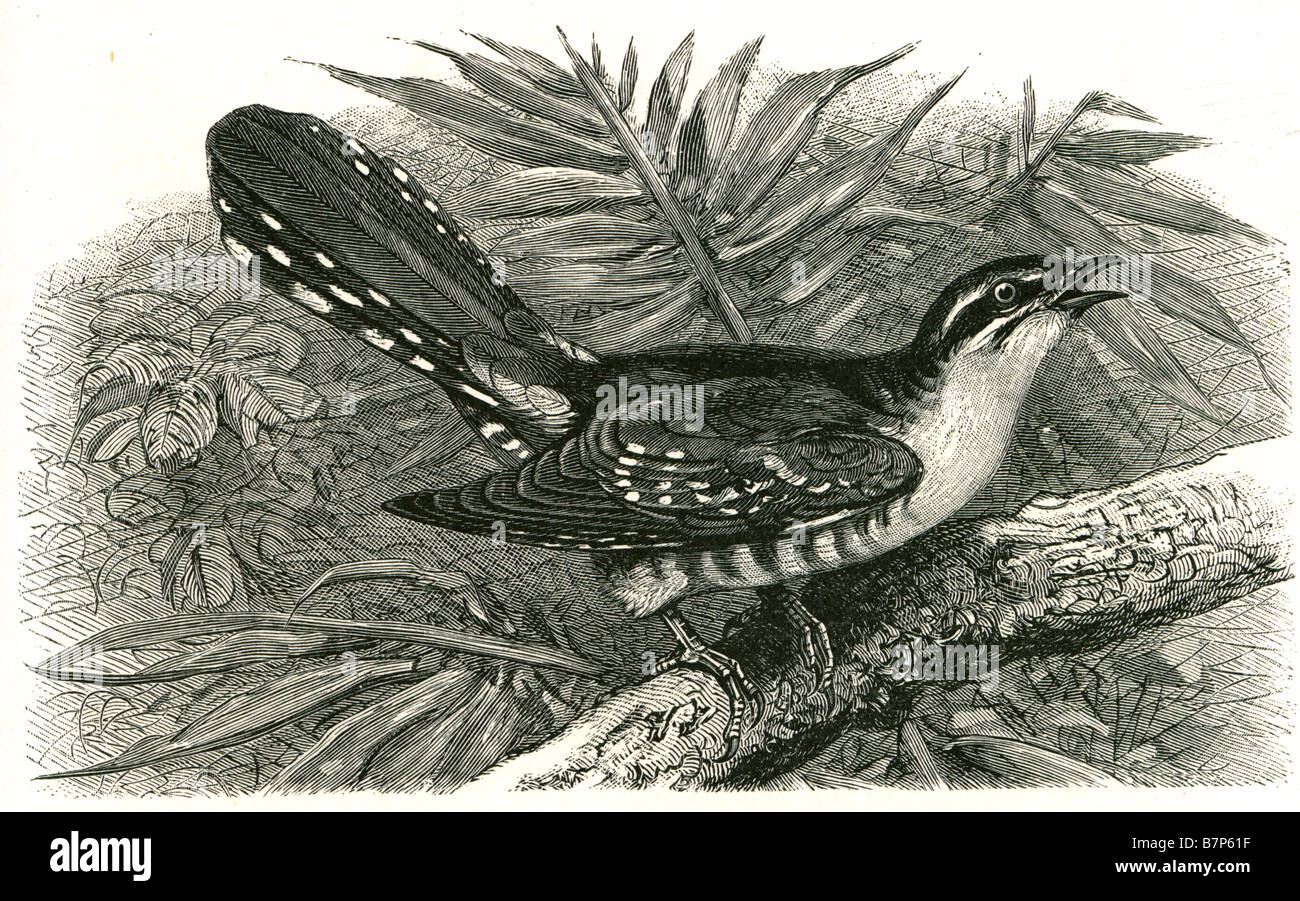 cuckoo Cuculidae passerine Cuculiformes turacos bird Musophagidae ...