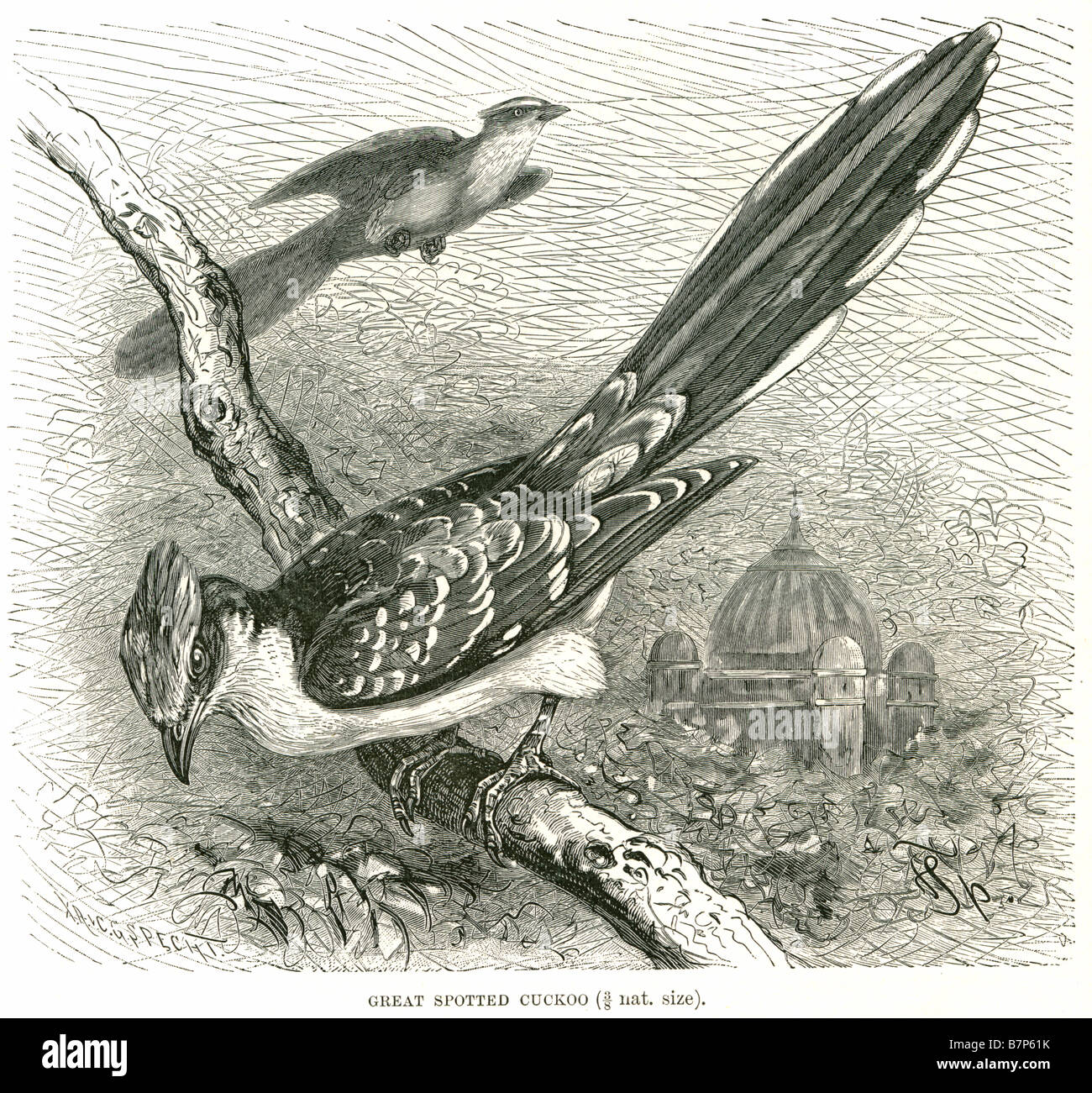 Is a member of the cuckoo order of birds hi-res stock photography and ...