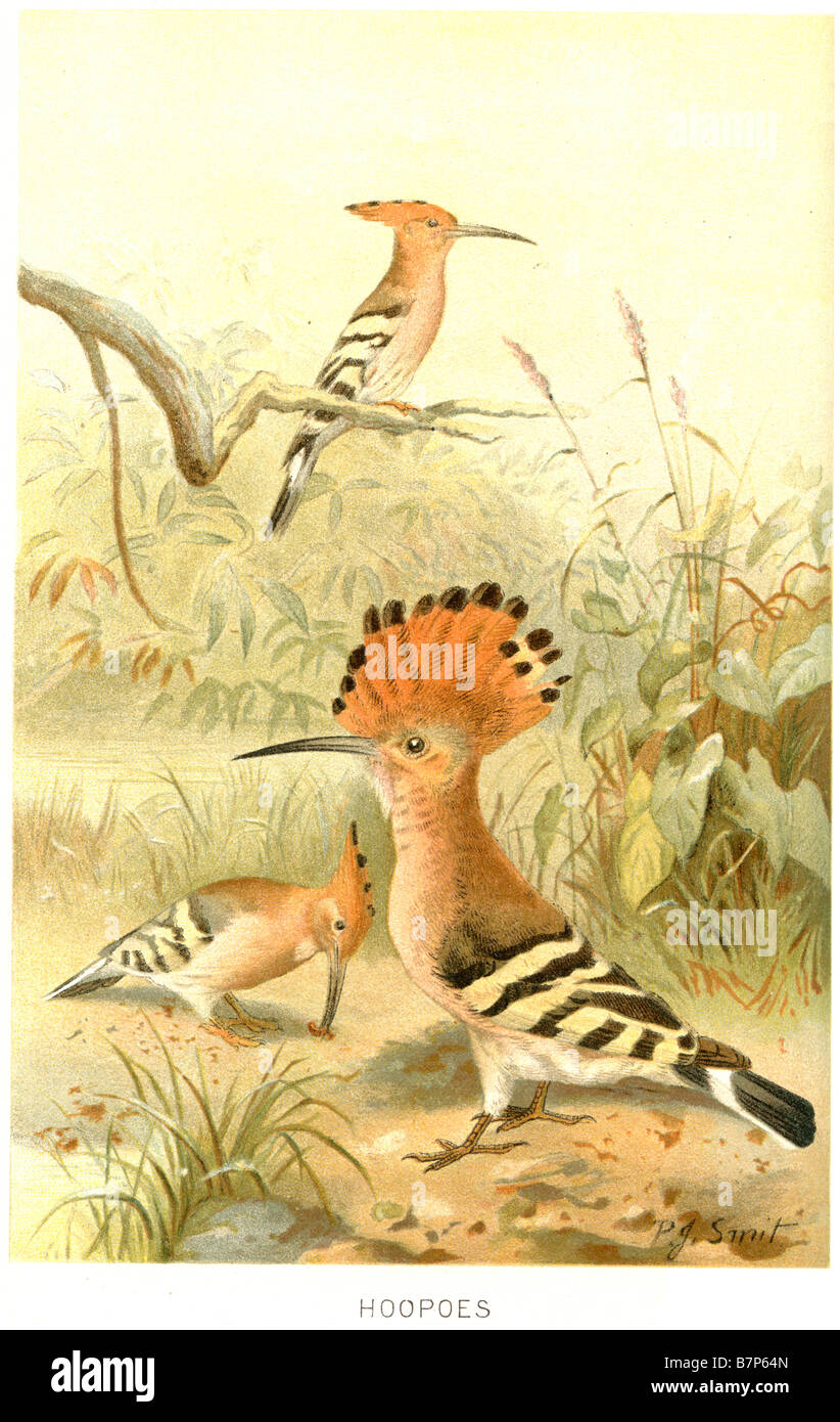Hoopoe drawing Cut Out Stock Images & Pictures - Alamy