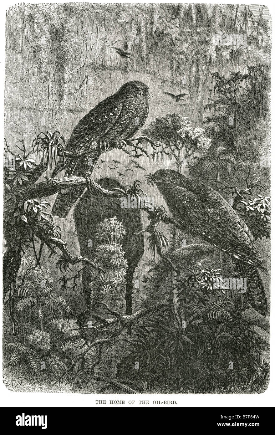 The Oilbird (Steatornis caripensis), also known as Guácharo, is a slim ...