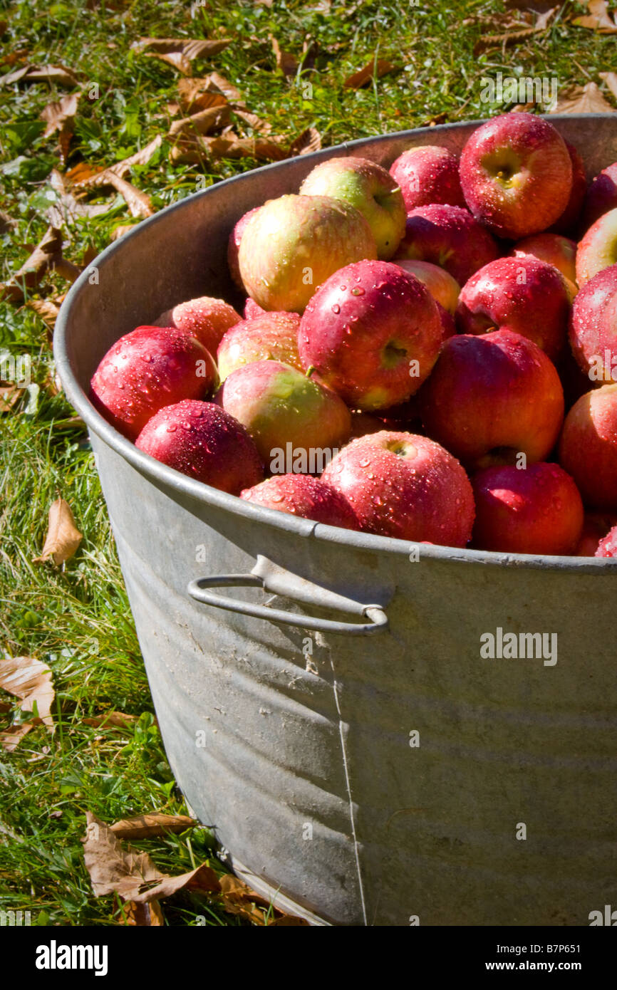 Apple Cider Barrel Stock Photos & Apple Cider Barrel Stock Images - Alamy