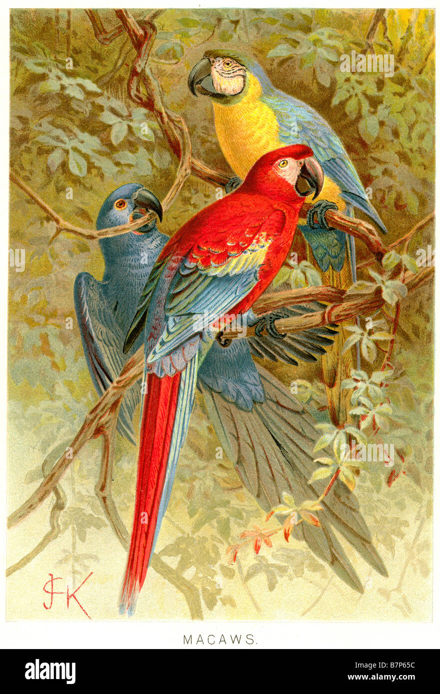 Macaws are small to large, often colourful New World parrots. Of the ...