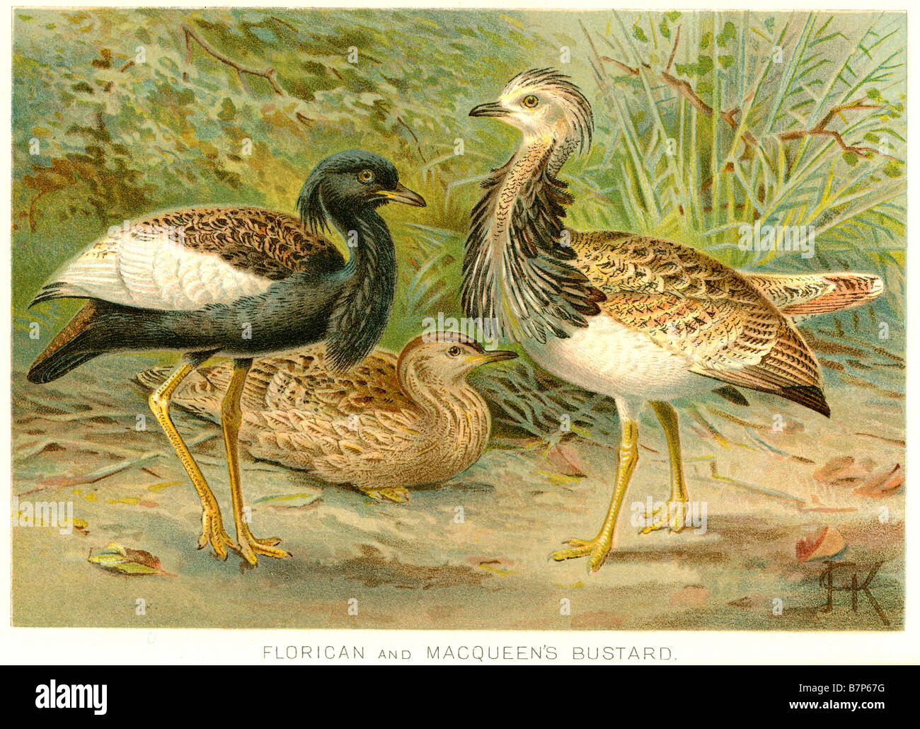 Bustards are large terrestrial birds mainly associated with dry open ...