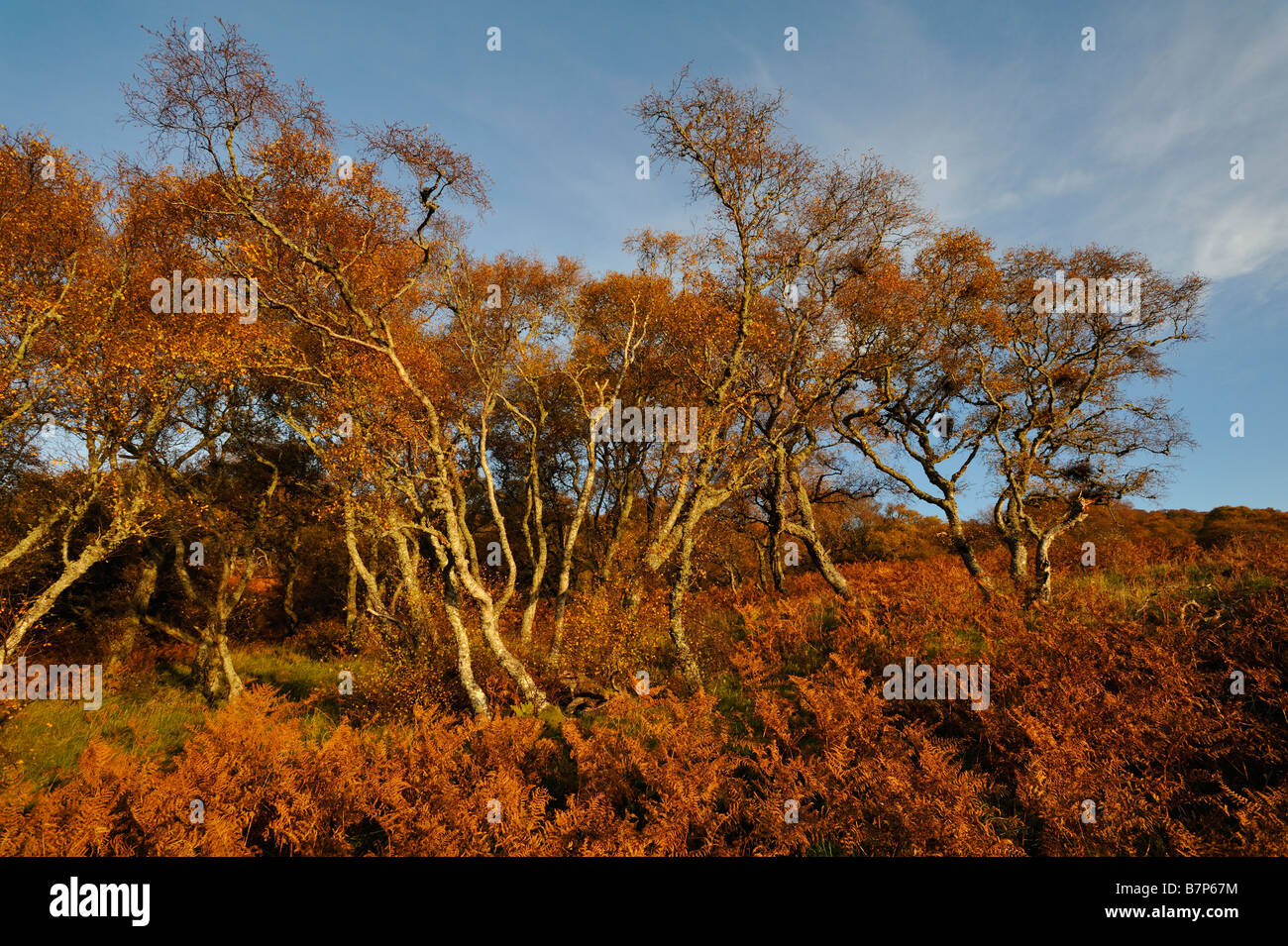 Bracken and stunted birch trees in autumn colours near Loch Brora ...