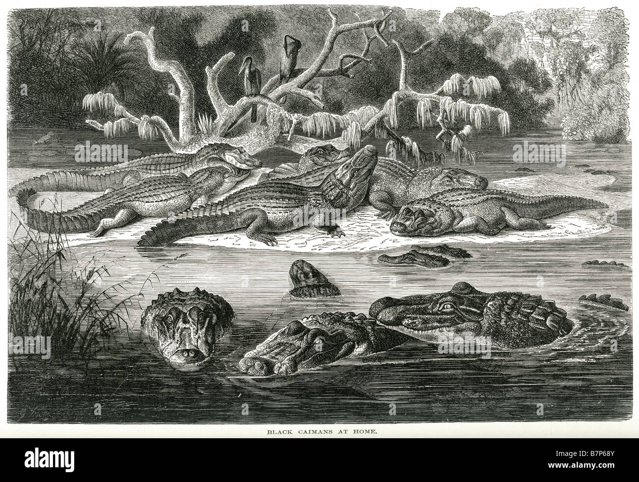 The black caiman (Melanosuchus niger) is a crocodilian. It is a ...