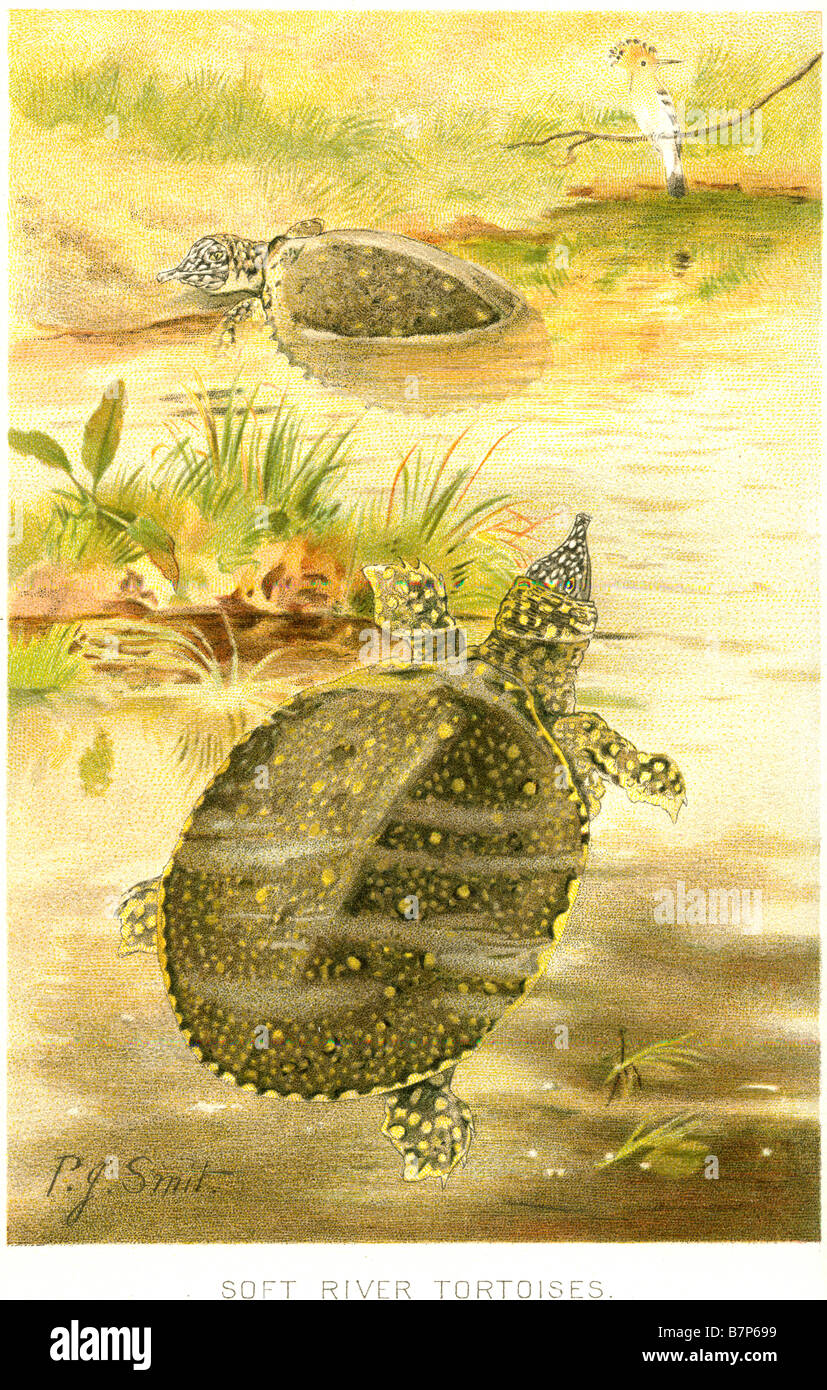 The Florida Softshell Turtle (Apalone ferox) is a species of softshell ...