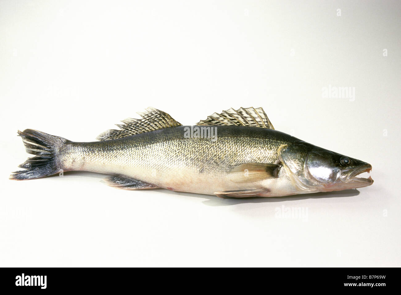 Pike Perch, Zander (Lucioperca lucioperca, Stizostedion lucioperca ...