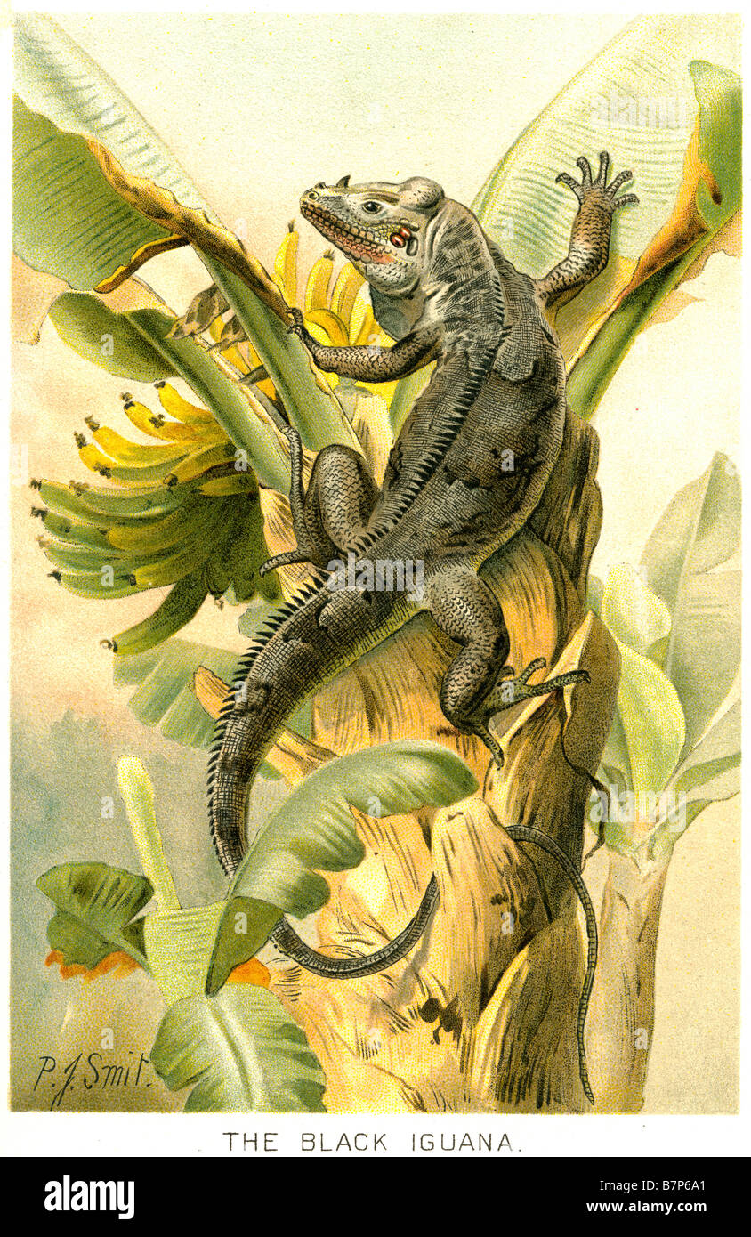 The Black Spiny-tailed Iguana or Black Iguana (Ctenosaura similis) is a ...