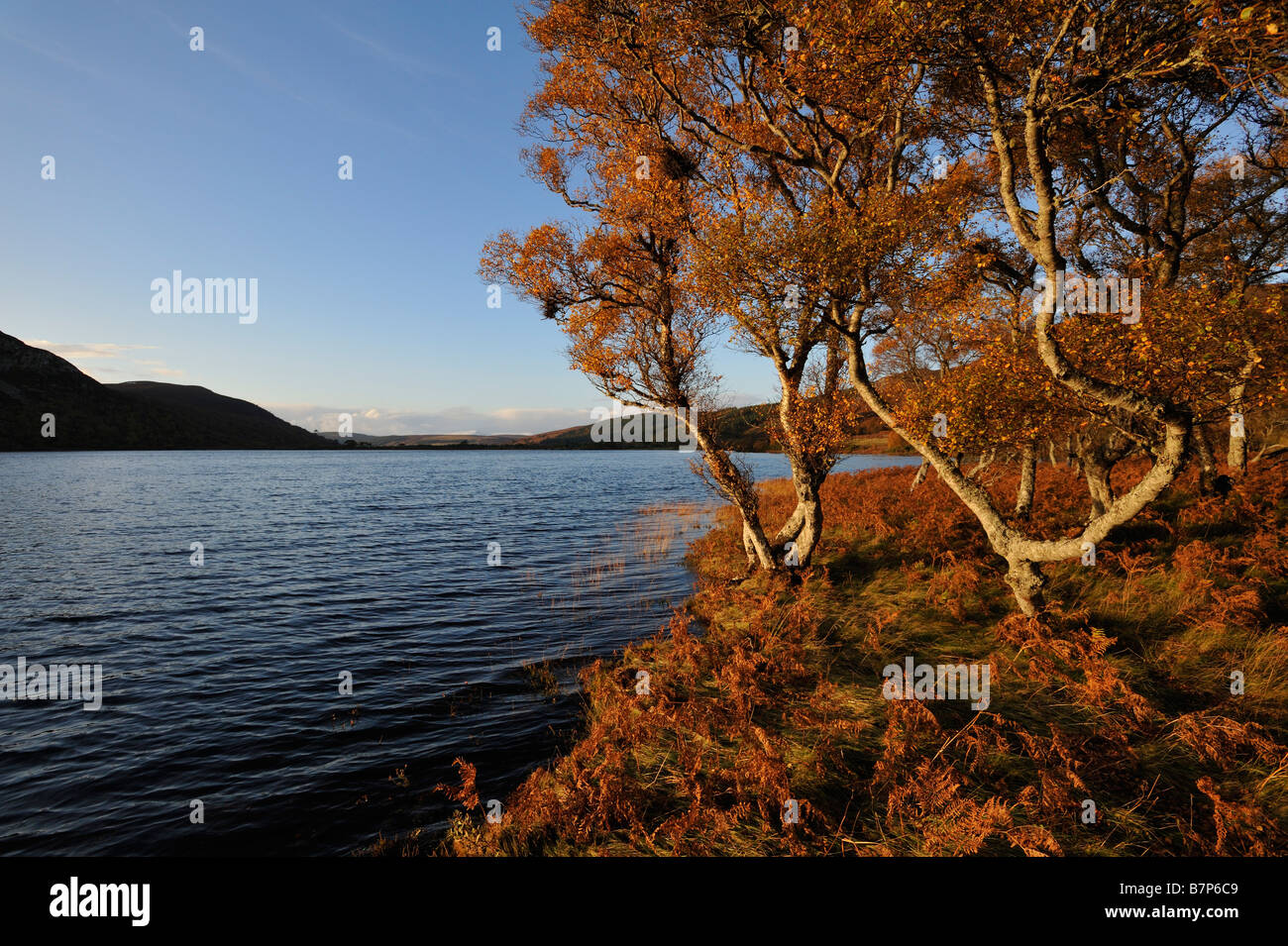 Bracken and stunted birch trees in autumn colours along the shore at ...