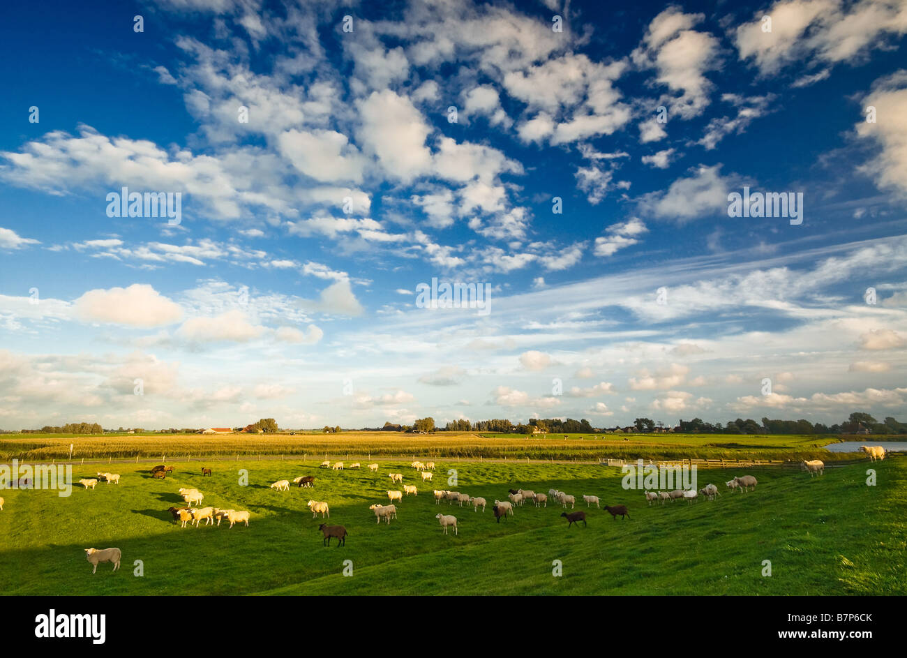 beautiful dutch farmland landscape Stock Photo - Alamy