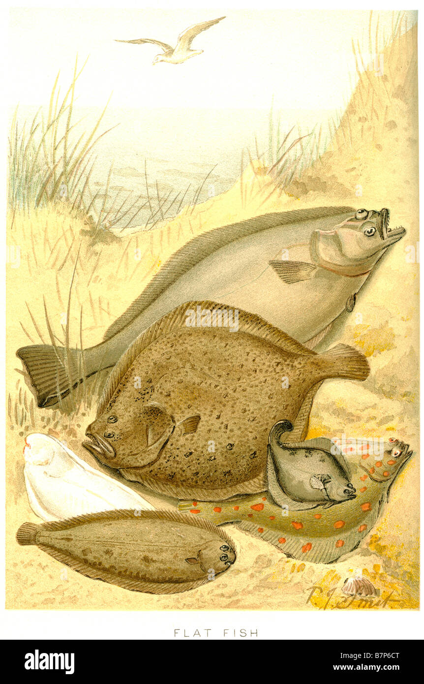 flat fish Pleuronectiformes Heterosomata ray-finned side-swimmer ...