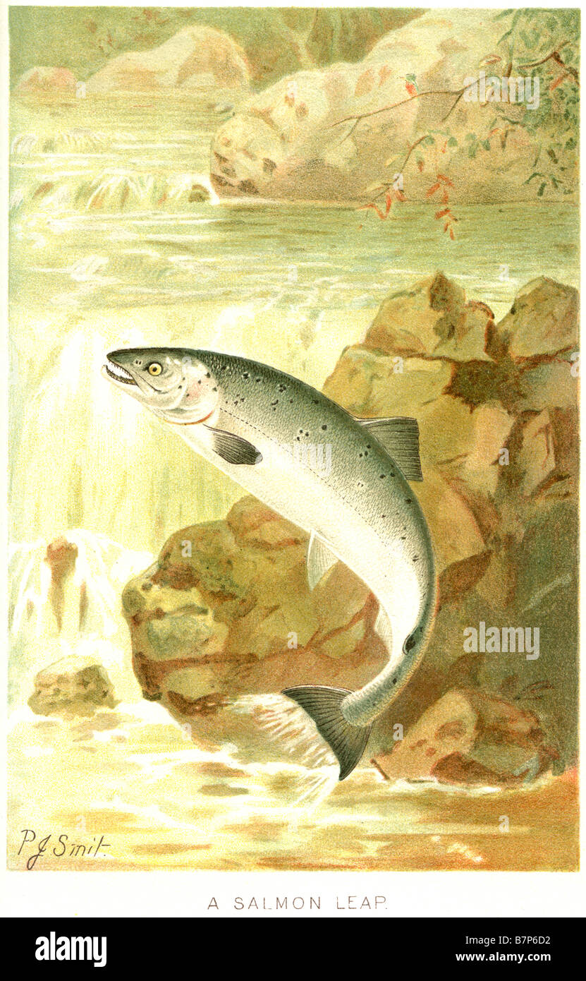 salmon leap Salmonidae anadromous journey reproduce fresh water migrate ...