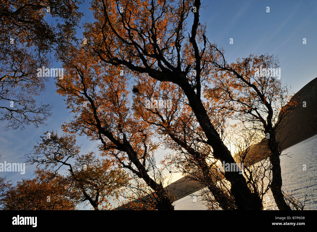 Birch trees in backlit autumn colours along the shore at Loch Brora ...