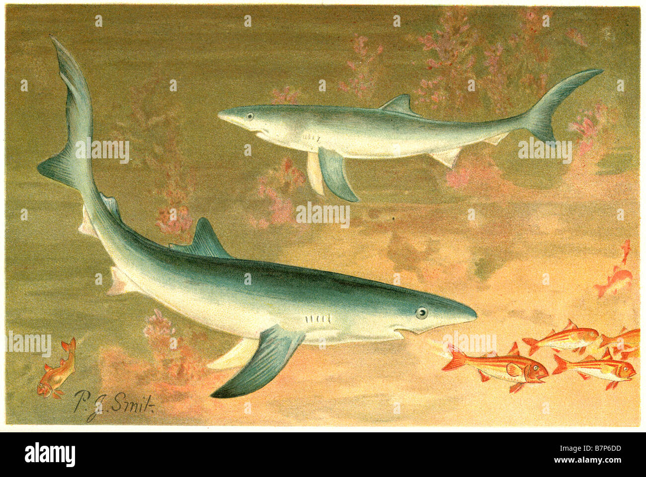 shark superorder Selachimorpha fish water marine aquatic grey white orange fin teeth Stock Photo ...