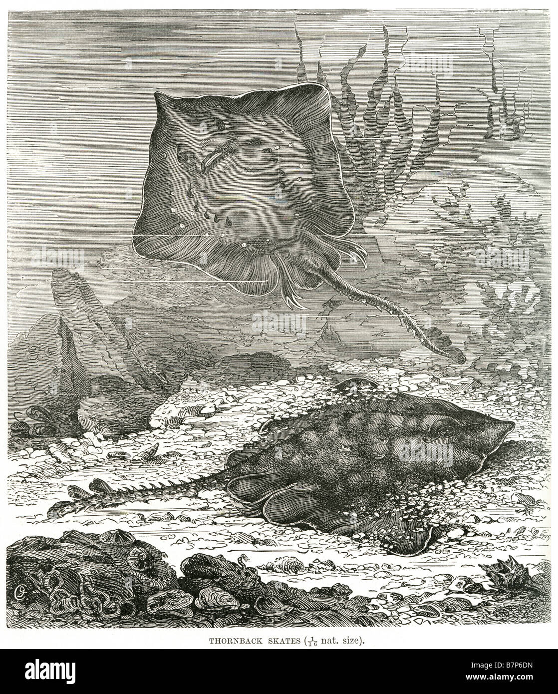 thornback skates ray Raja clavata skate species fish in the Rajidae ...