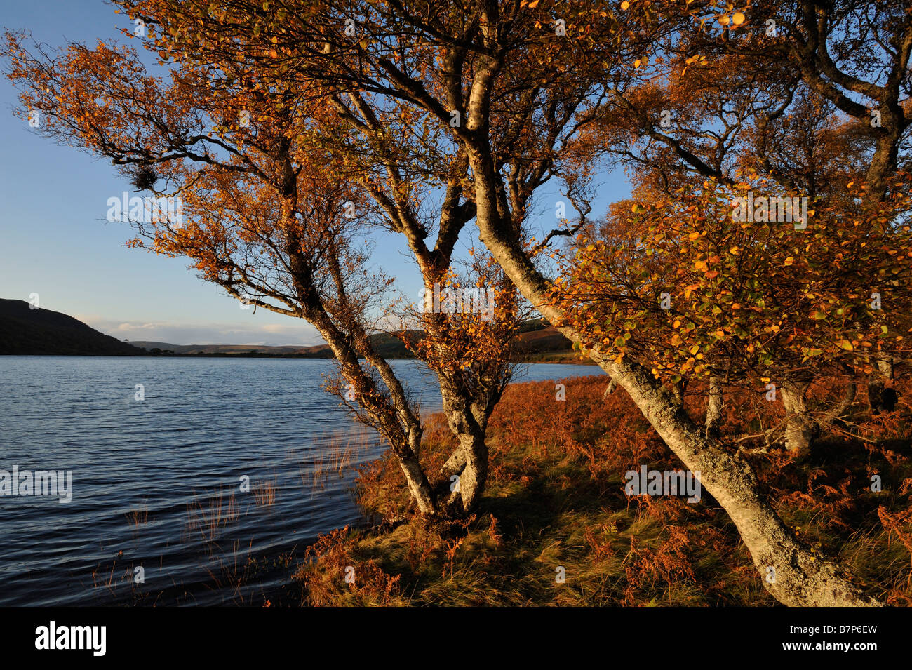 Bracken and stunted birch trees in autumn colours along the shore at ...