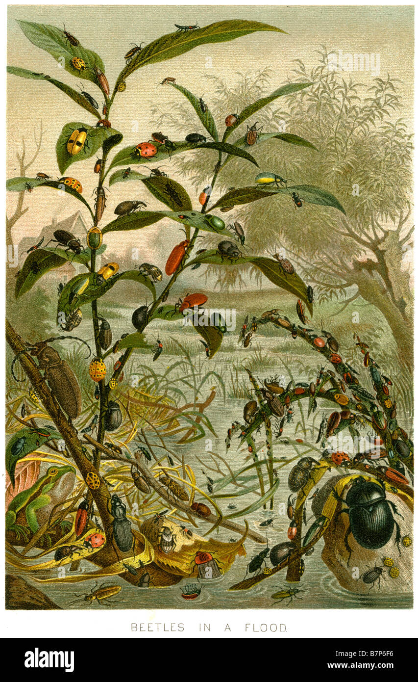 beetles flood Coleoptera koleos sheath survival water rescue plant ...